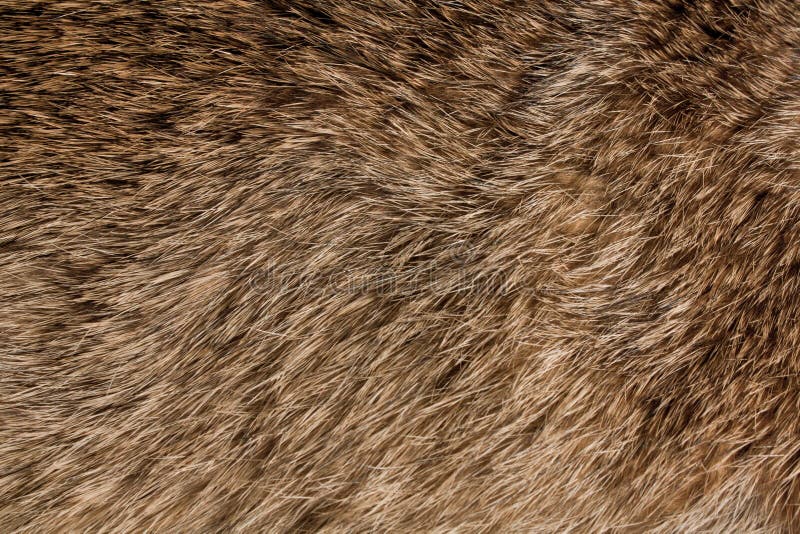 Animal fur texture stock photo. Image of textured, pattern - 30472492