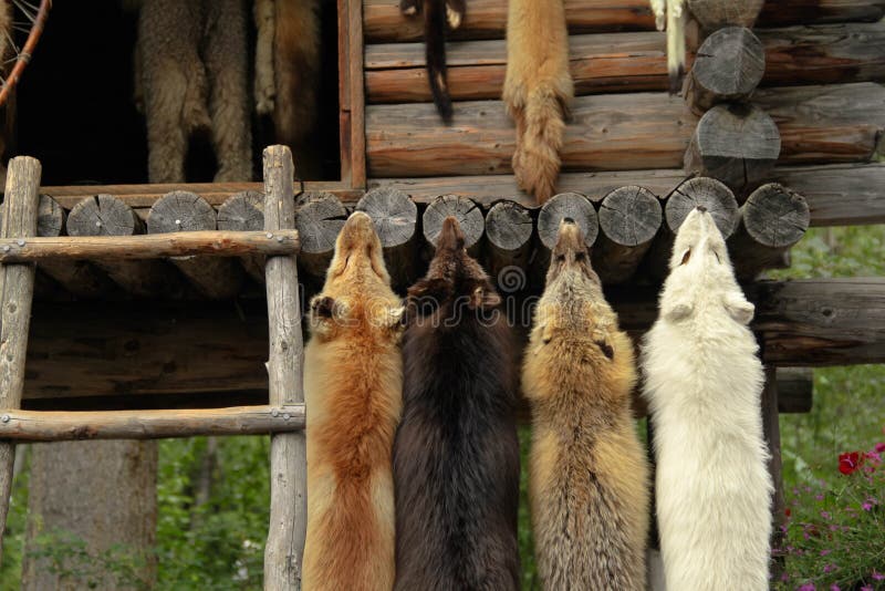 Animal furs hanging stock photo. Image of pelt, cache - 43256058