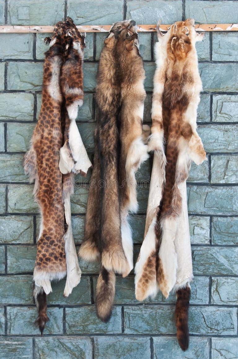 9,946 Animal Tails Stock Photos - Free & Royalty-Free Stock Photos from ...