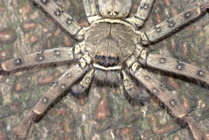 Animal giant spider stock photo. Image of predator, natural - 16616196