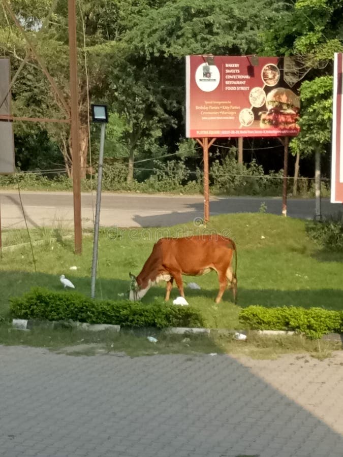 Animal grasping editorial photo. Image of animal, nature - 155405521