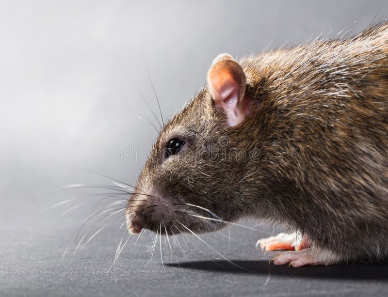 Animal gray rat stock photo. Image of gray, nature, nose - 112954012