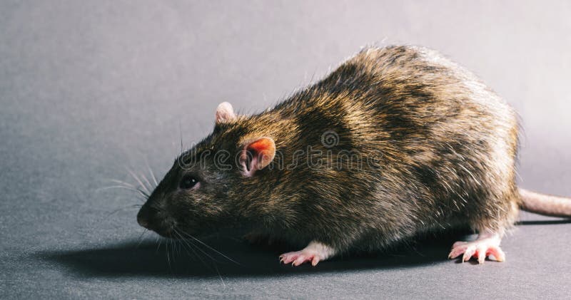 Animal gray rat close-up stock photo. Image of small - 96608704