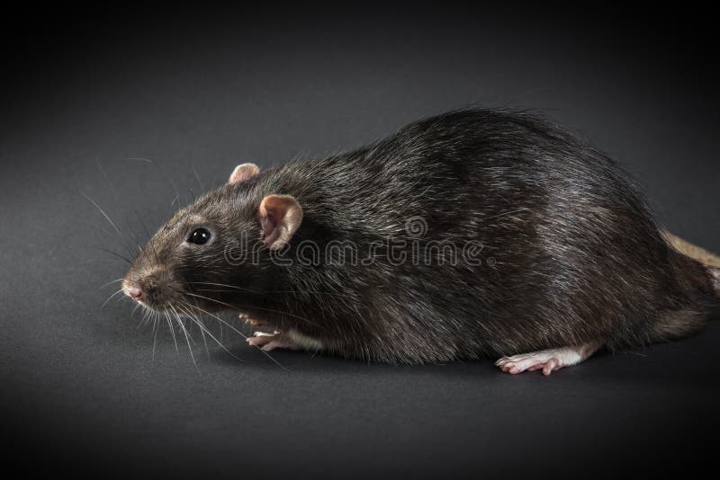Animal gray rat close-up stock photo. Image of look, pets - 96608896