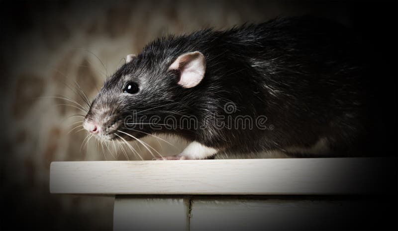 Animal gray rat close-up stock photo. Image of face, animal - 96608704