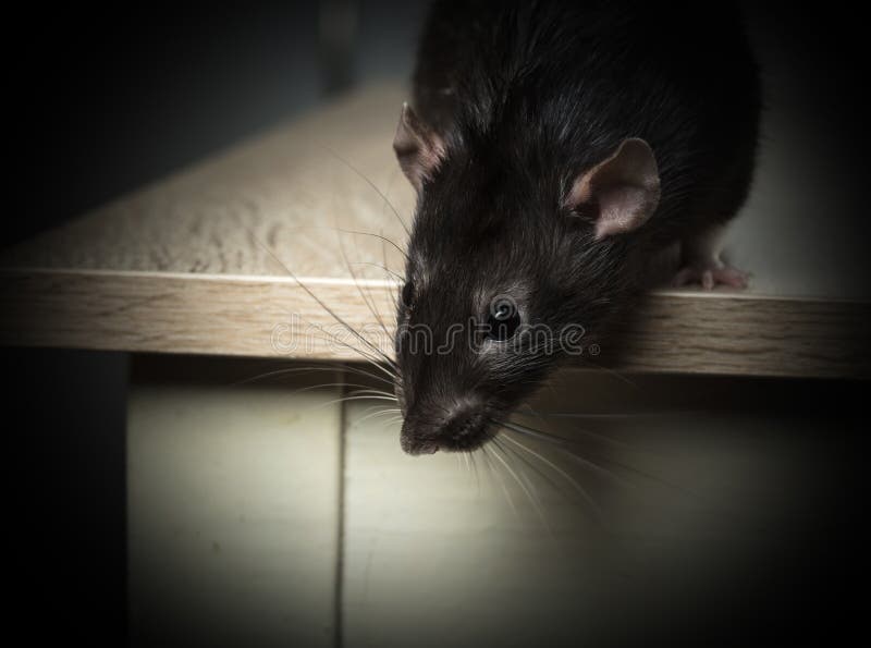 Animal gray rat close-up stock photo. Image of face, animal - 96608704