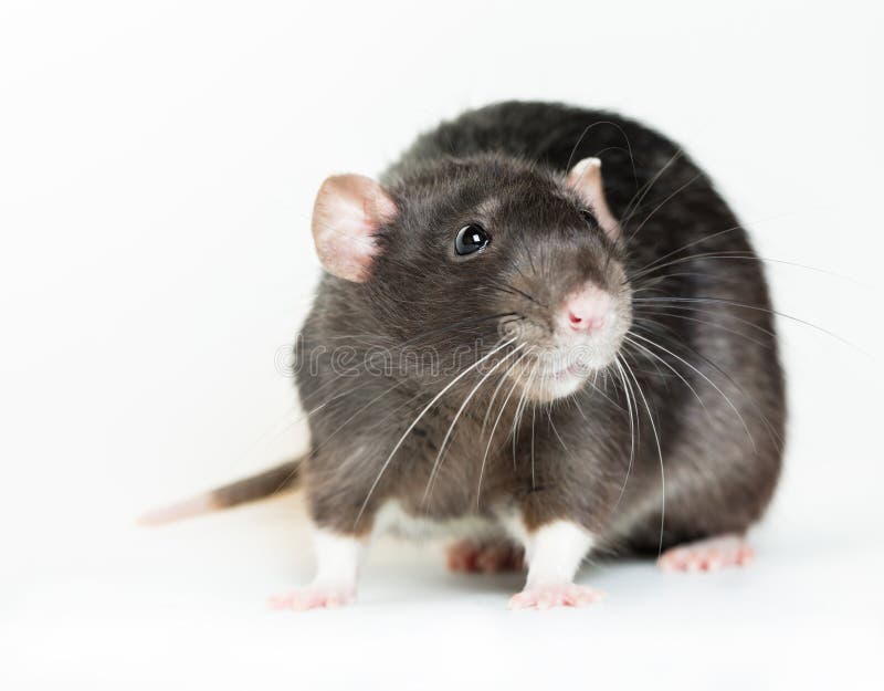 Animal gray rat close-up stock photo. Image of small - 96608704