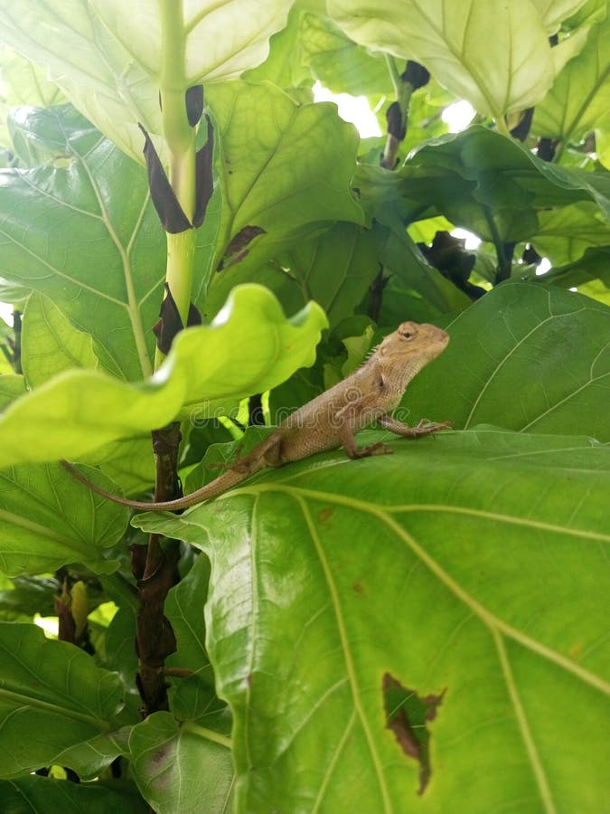 Animal green invertebrata stock image. Image of invertebrata - 263969269