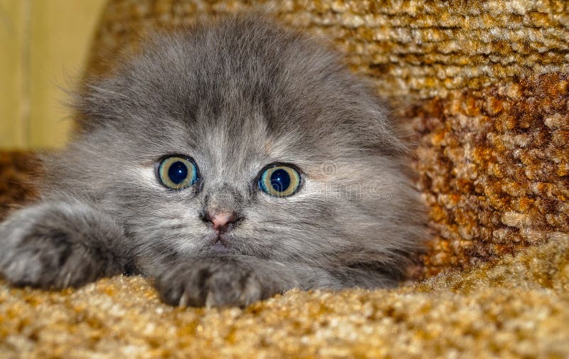 Animal gris del gatito imagen de archivo. Imagen de libertad - 79798023