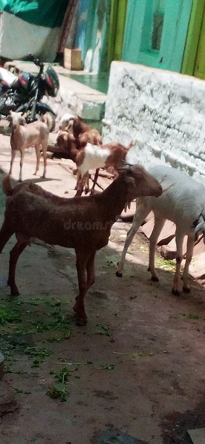 Animal group stock photo. Image of indian, small, india - 182882728
