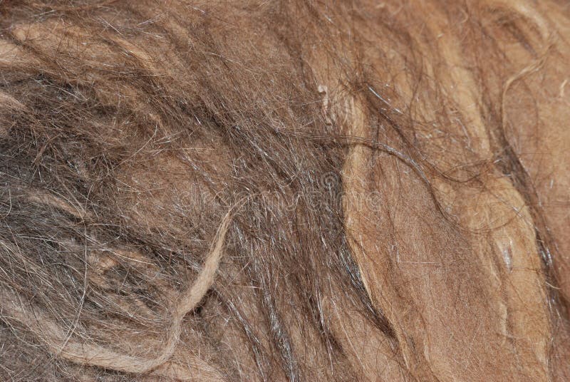 Animal guanaco fur stock image. Image of mammal, hairy - 13498435