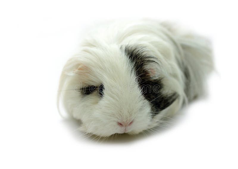 Animal - Guinea Pig (Cavia Porcellus) Stock Image - Image of animal ...