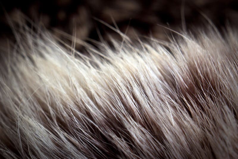 Animal hair, stock image. Image of like, animal, brown - 28804457