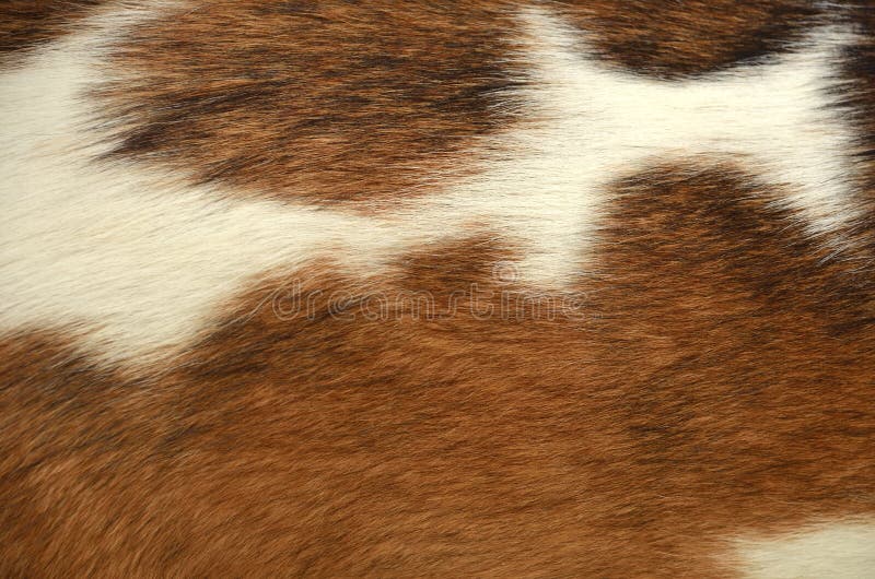 Animal hair texture stock image. Image of soft, hair - 44695121