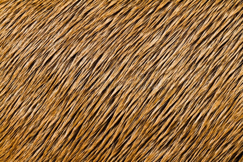 Animal Hair Texture stock photo. Image of pattern, natural - 29702034