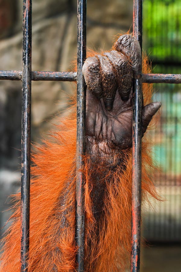 Animal hand stock image. Image of jail, captive, hand - 21433365