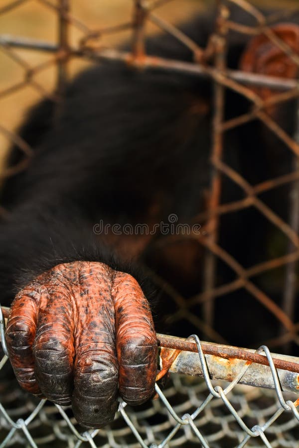 Trapped stock photo. Image of white, hair, cage, bars - 1772830