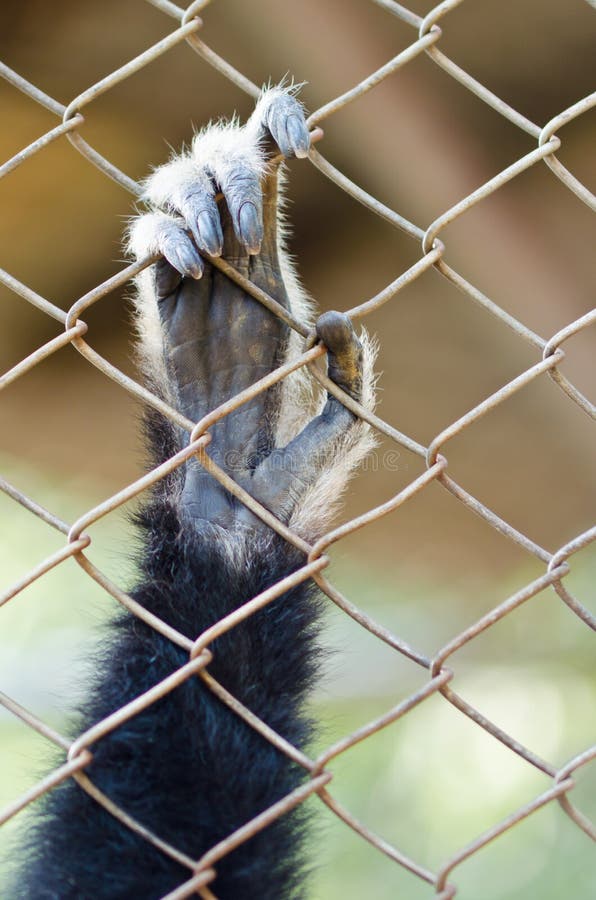 Animal hand stock photo. Image of environmental, hair - 30605086