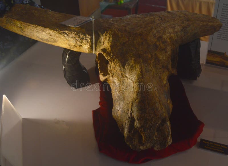 This Ancient Buffalo Had Lived on the Sangiran Site since the Early ...