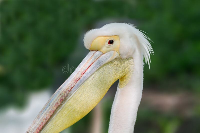 Animal Head of a Beautiful Pelican Bird Stock Image - Image of feather ...