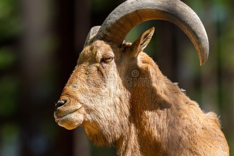Mountain goat head stock image. Image of sights, wild - 25622603