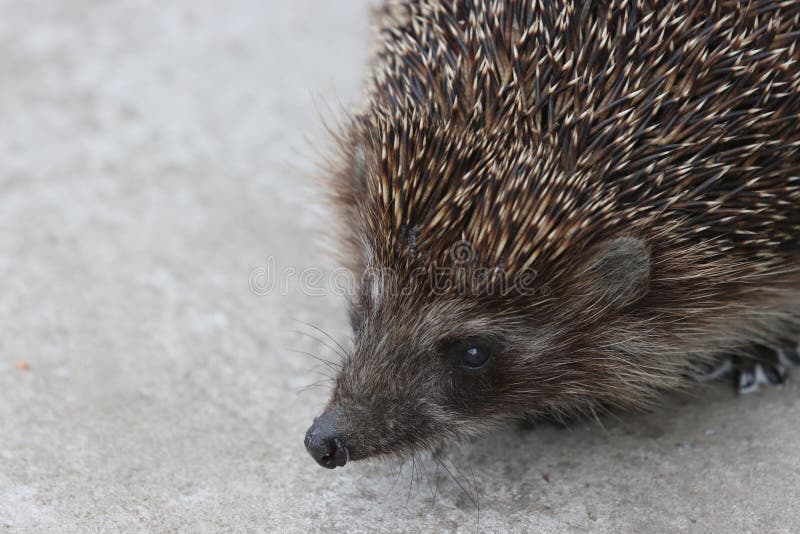 Animal hedgehog portrait stock photo. Image of hair - 252790400