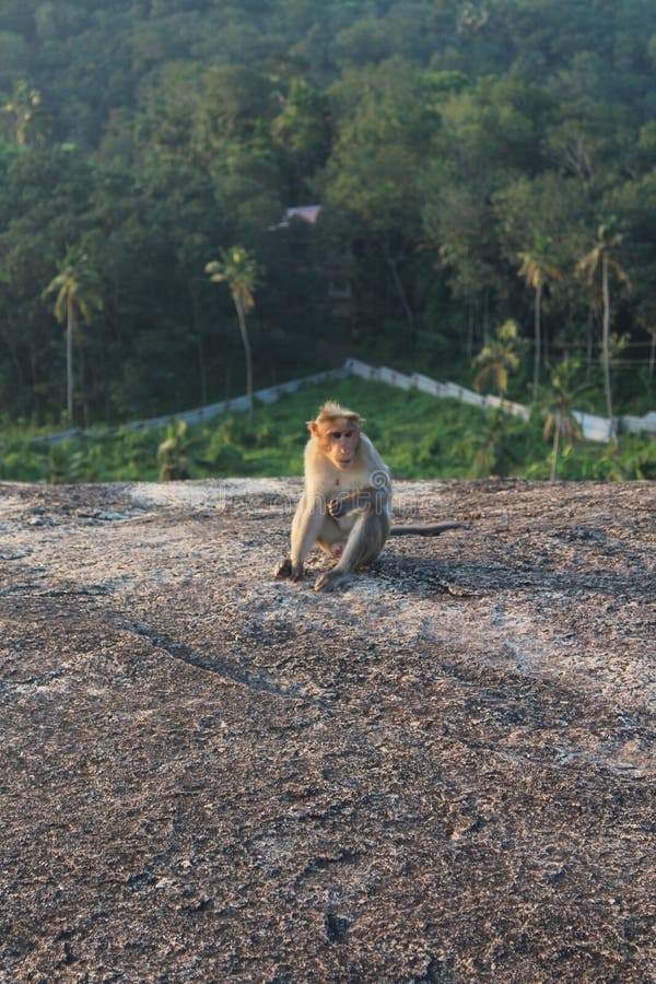 Hell in the forest stock image. Image of campfire, wood - 15006531