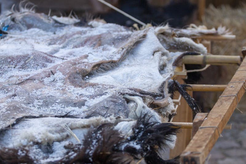 Animal Hide Being Salted for Drying Stock Image - Image of algarve ...
