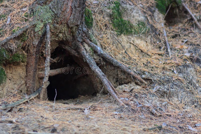Animal tree hole stock photo. Image of branch, trunk - 57661796