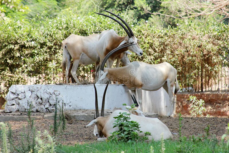 Oryx stock photo. Image of park, horned, egyptian, mammals - 59105076