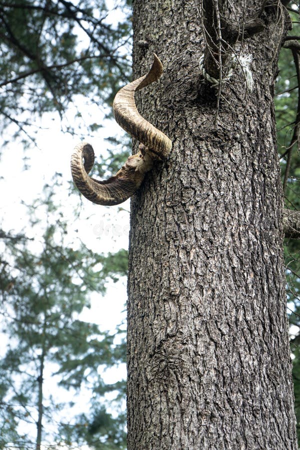 Animal Horns on the Trunk of a Tree in a Forest Stock Image - Image of ...