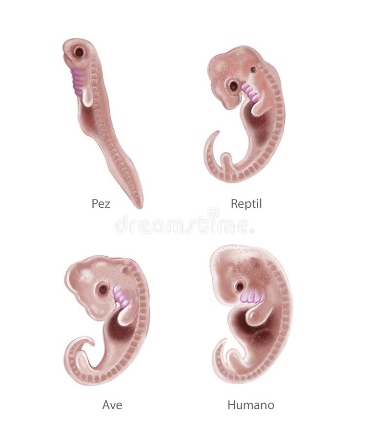 Animal and human embryo stock illustration. Illustration of animal ...