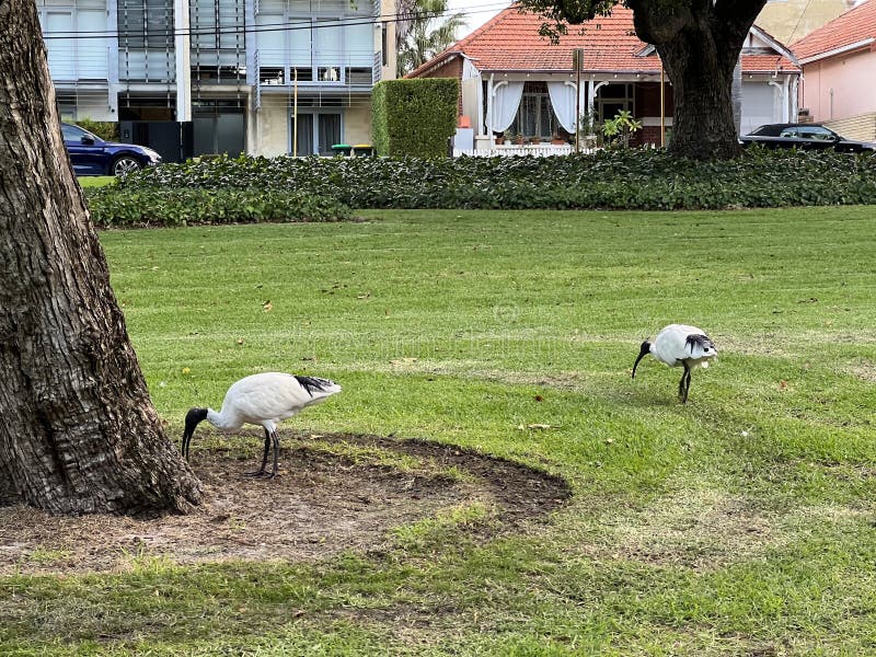 Animal - Ibis bird stock photo. Image of ibis, grass - 277914230