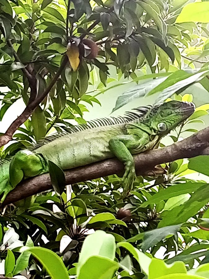 Animal Iguana on the Tree Green Color Stock Image - Image of color ...