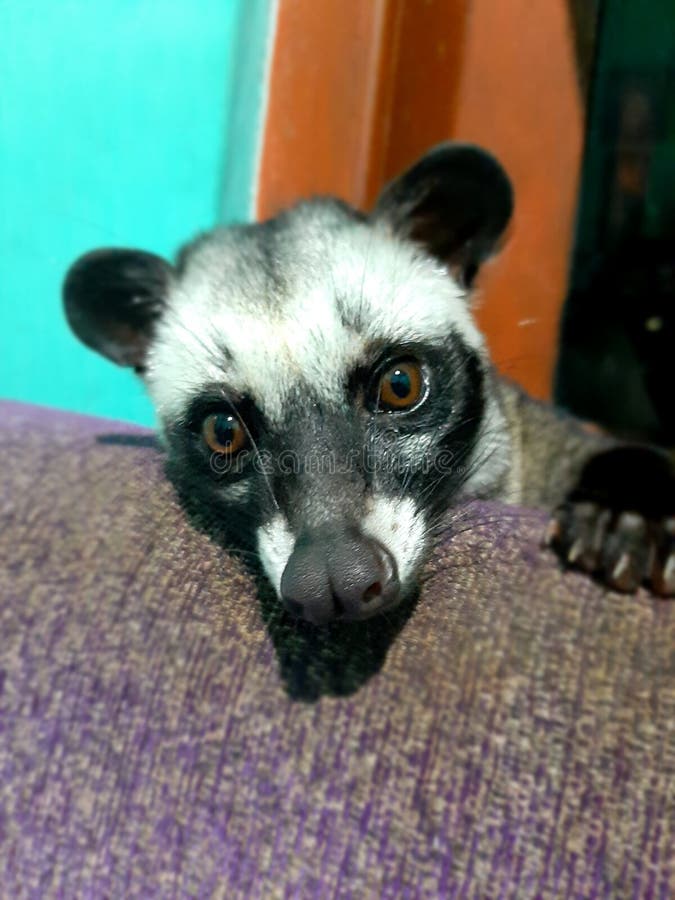 Animal stock image. Image of mammal, rodent, puppy, animals - 288233333