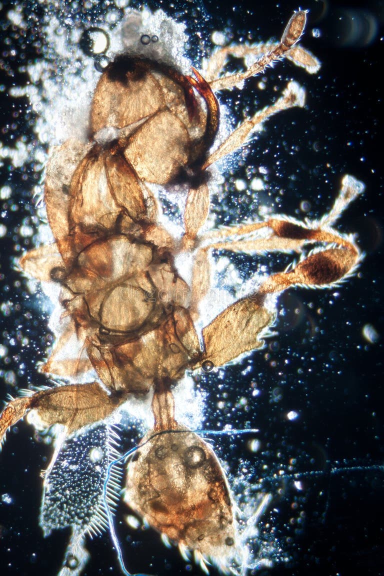 2,724 Animal Head Anatomy Stock Photos - Free & Royalty-Free Stock ...