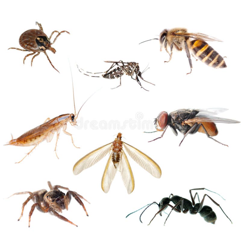 Animal insect bug stock photo. Image of termite, jump - 20333160