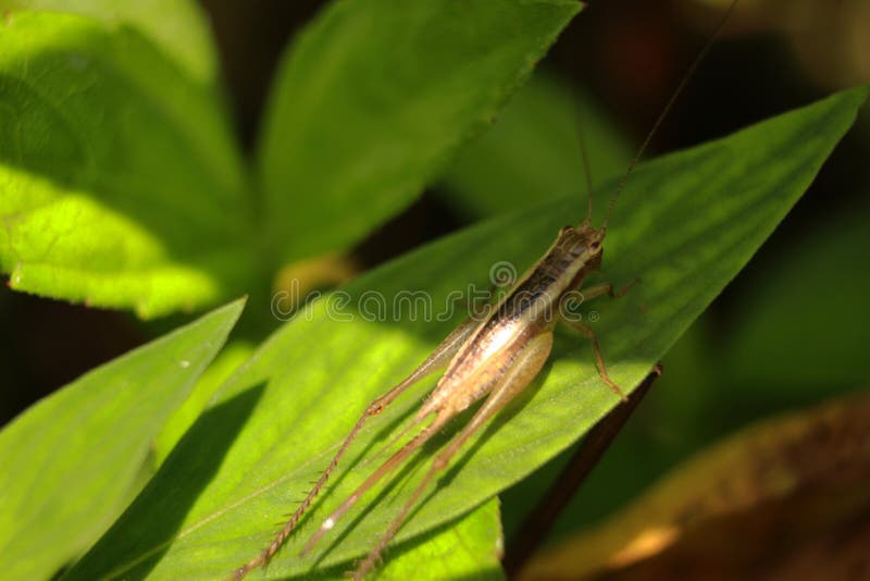 Animal Insect Cricket on Green Leaf Image Stock Image - Image of meadow ...