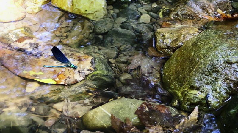 Dragon Fly Helicopter Bug in River Stock Video - Video of river, life ...