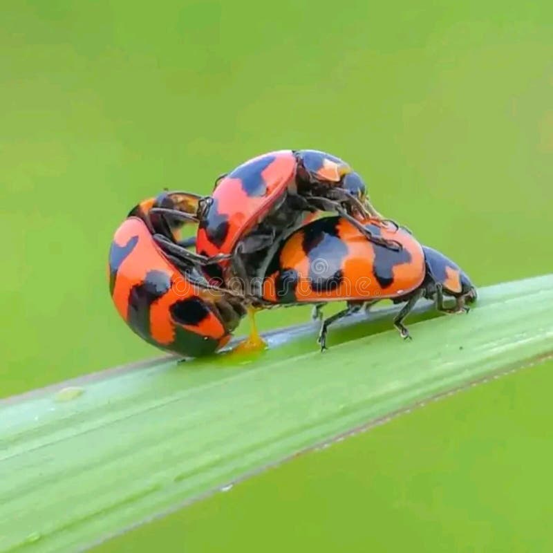 Animal Insect Invertebrate Arthropod Beetle Stock Photo - Image of ...