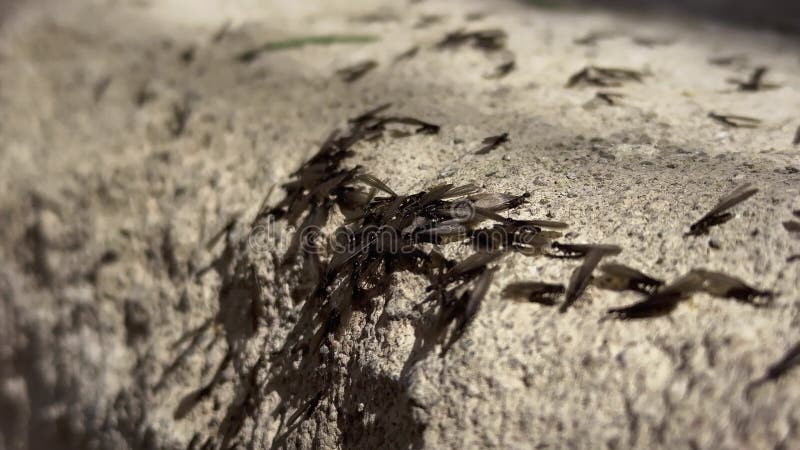 Animal Insect Winged Ant on Stone Stock Footage - Video of home, timber ...