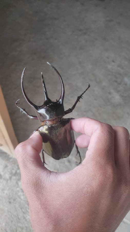 Animal insert in hand stock photo. Image of wing, finger - 269536698