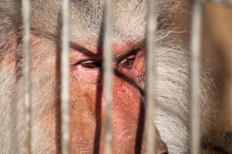 Animal in Jail stock photo. Image of park, color, africa - 67864556