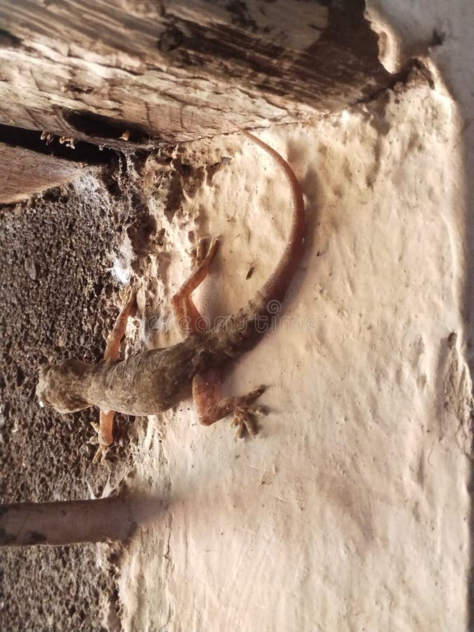 Animal and jangle stock photo. Image of wildlife, iron - 219735956