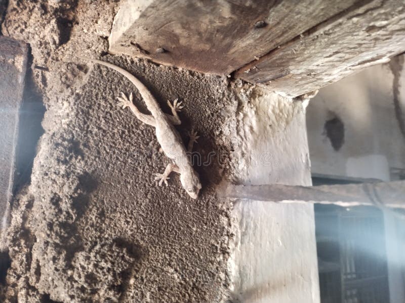 Animal and jangle stock photo. Image of jangle, sand - 219736014