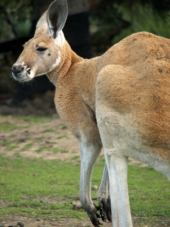 Animal - kangaroo stock image. Image of australian, aussie - 223785