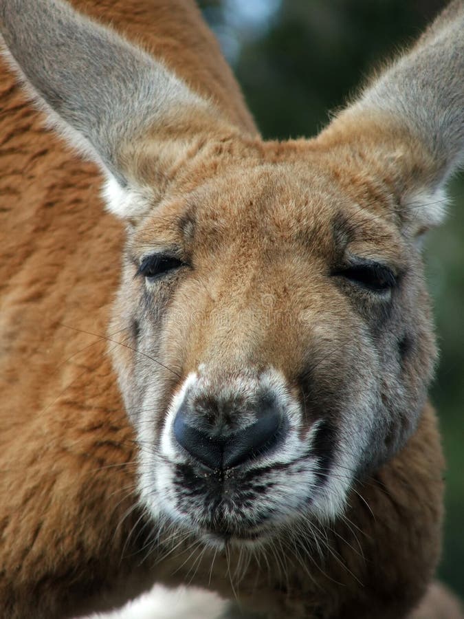 Animal - kangaroo stock photo. Image of nature, tail, marsupial - 229046