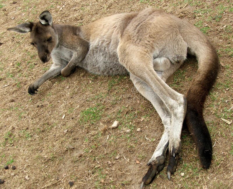 Animal - kangourou image stock. Image du nature, sieste - 187019