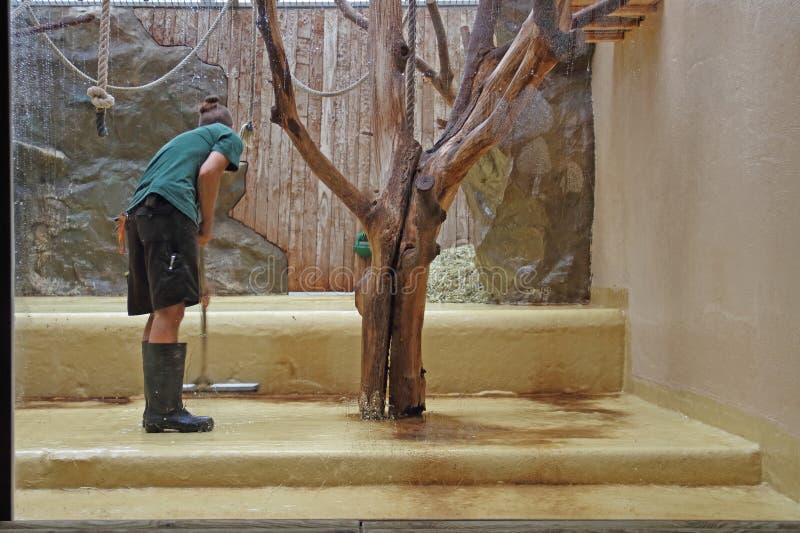 Animal Keeper Cleans an Animal Enclosure Editorial Stock Photo - Image ...