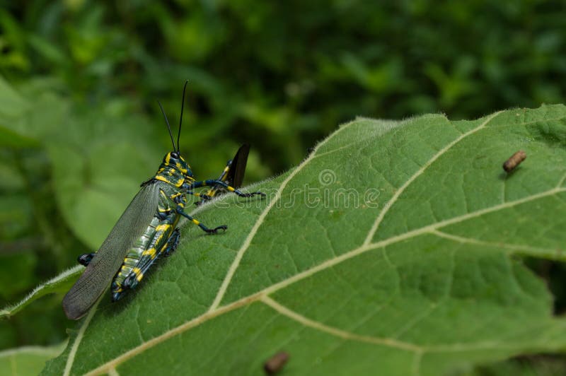 Animal king stock photo. Image of life, nature, preservation - 117390000